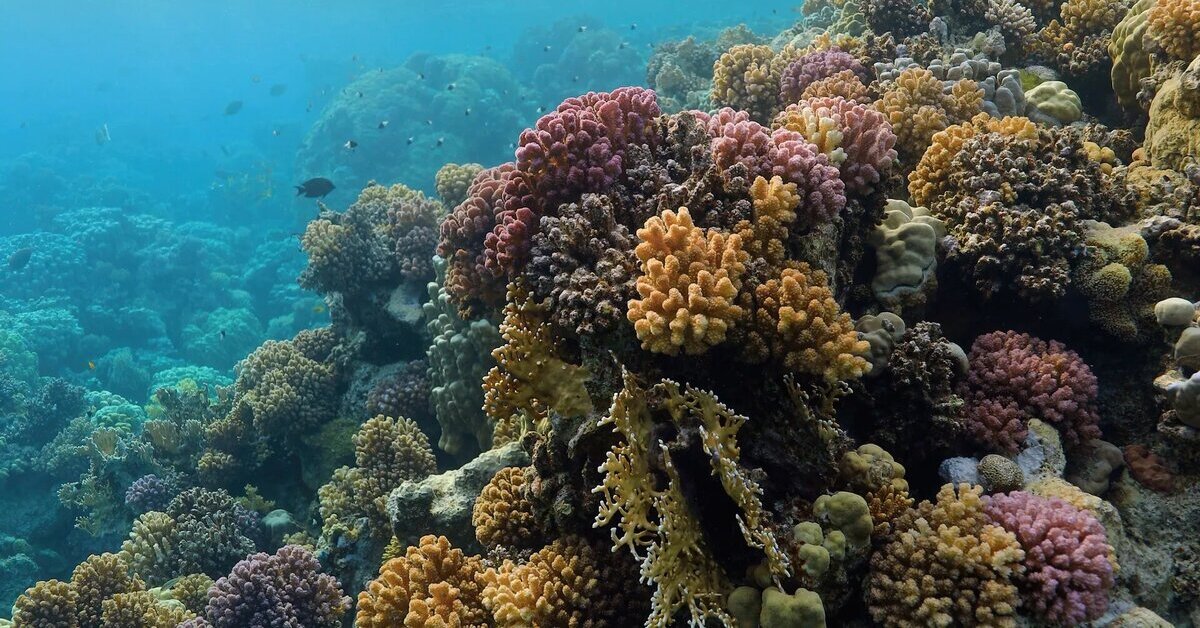IUCN Coral Specialist Group
